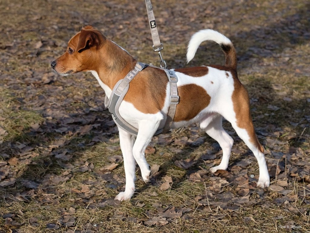 E-Kullet – Kennel Nydeligheten