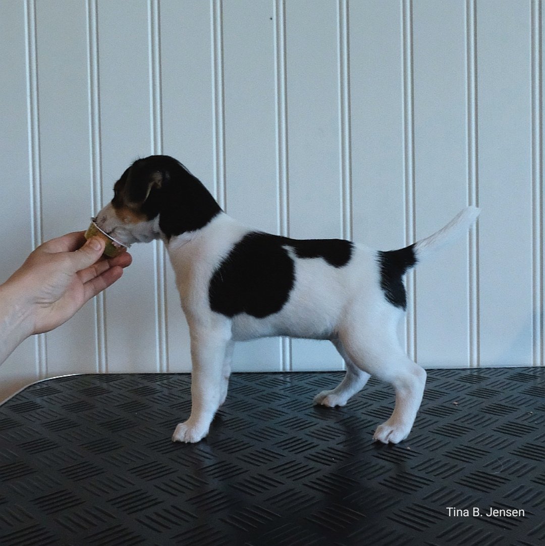 E-Kullet – Kennel Nydeligheten