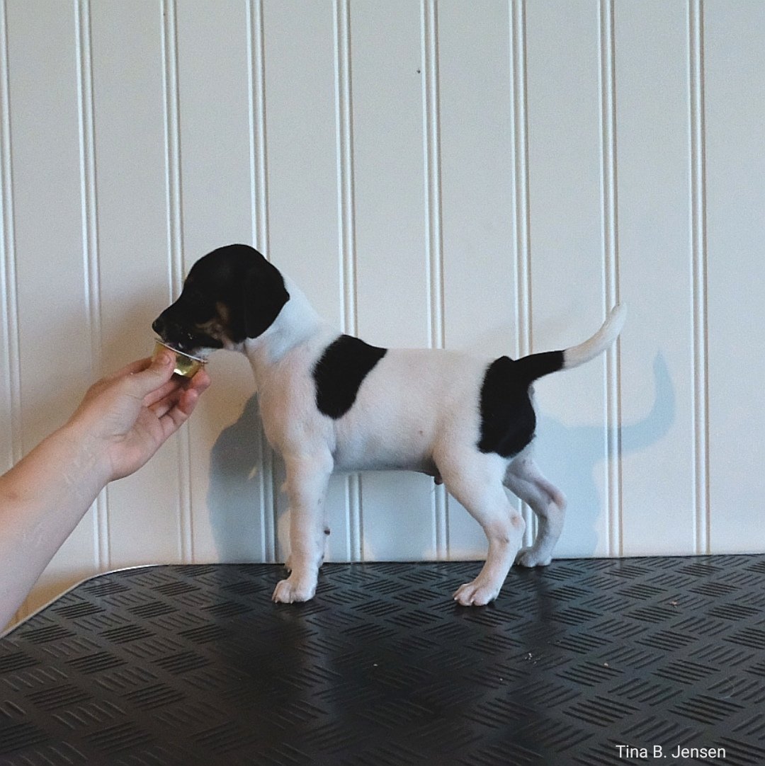 E-Kullet – Kennel Nydeligheten