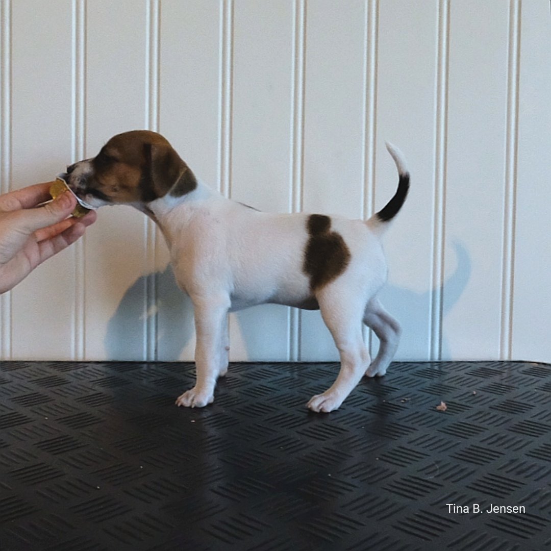 E-Kullet – Kennel Nydeligheten