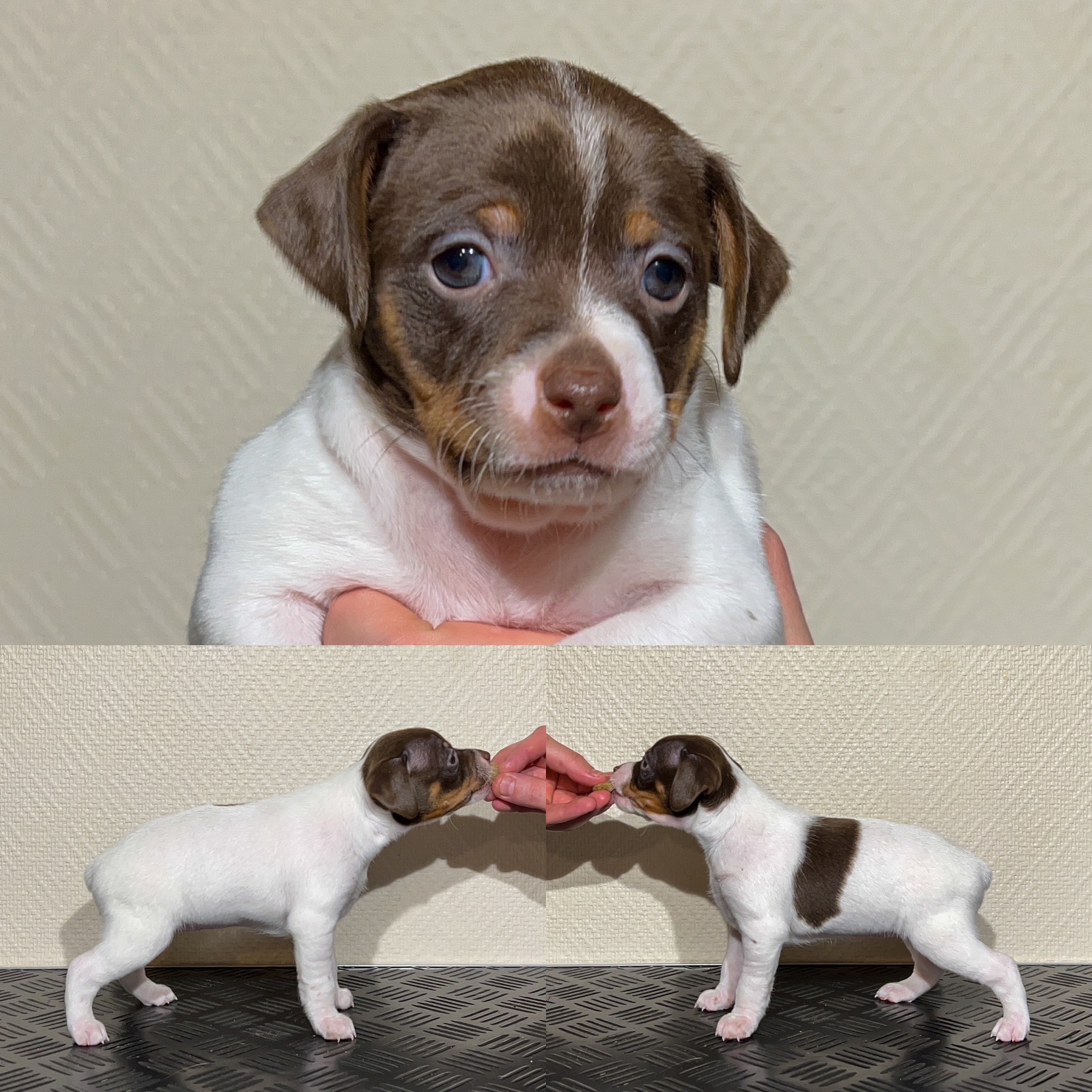 O-Kullet – Kennel Nydeligheten